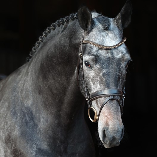 Elite Stallions - Stallion